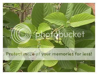 Daun Ketum Photo by 89nazir | Photobucket