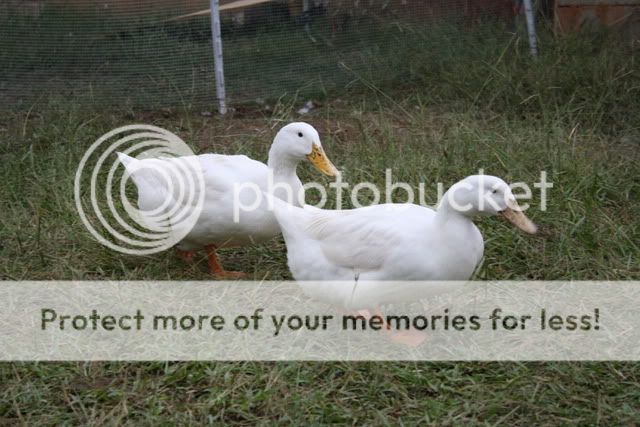 How Do You Tell the Difference Between Stanbridge Whites and Pekins ...