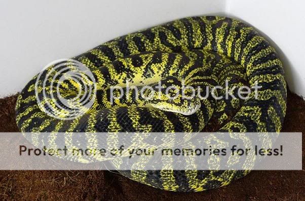 GTP hybrids | Page 2 | Aussie Pythons & Snakes Forum